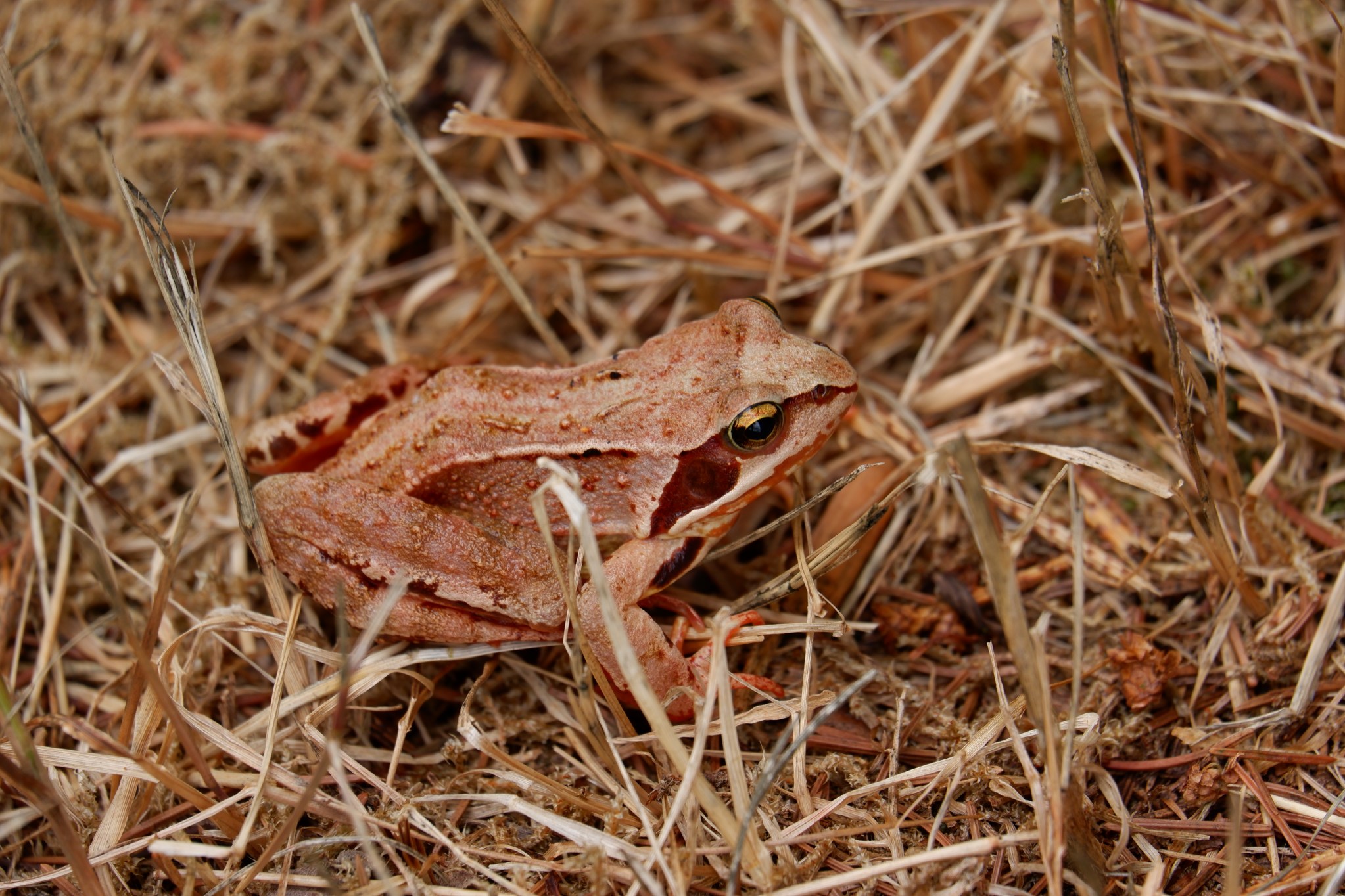 Stiltegebieden – StudioBenelux.com