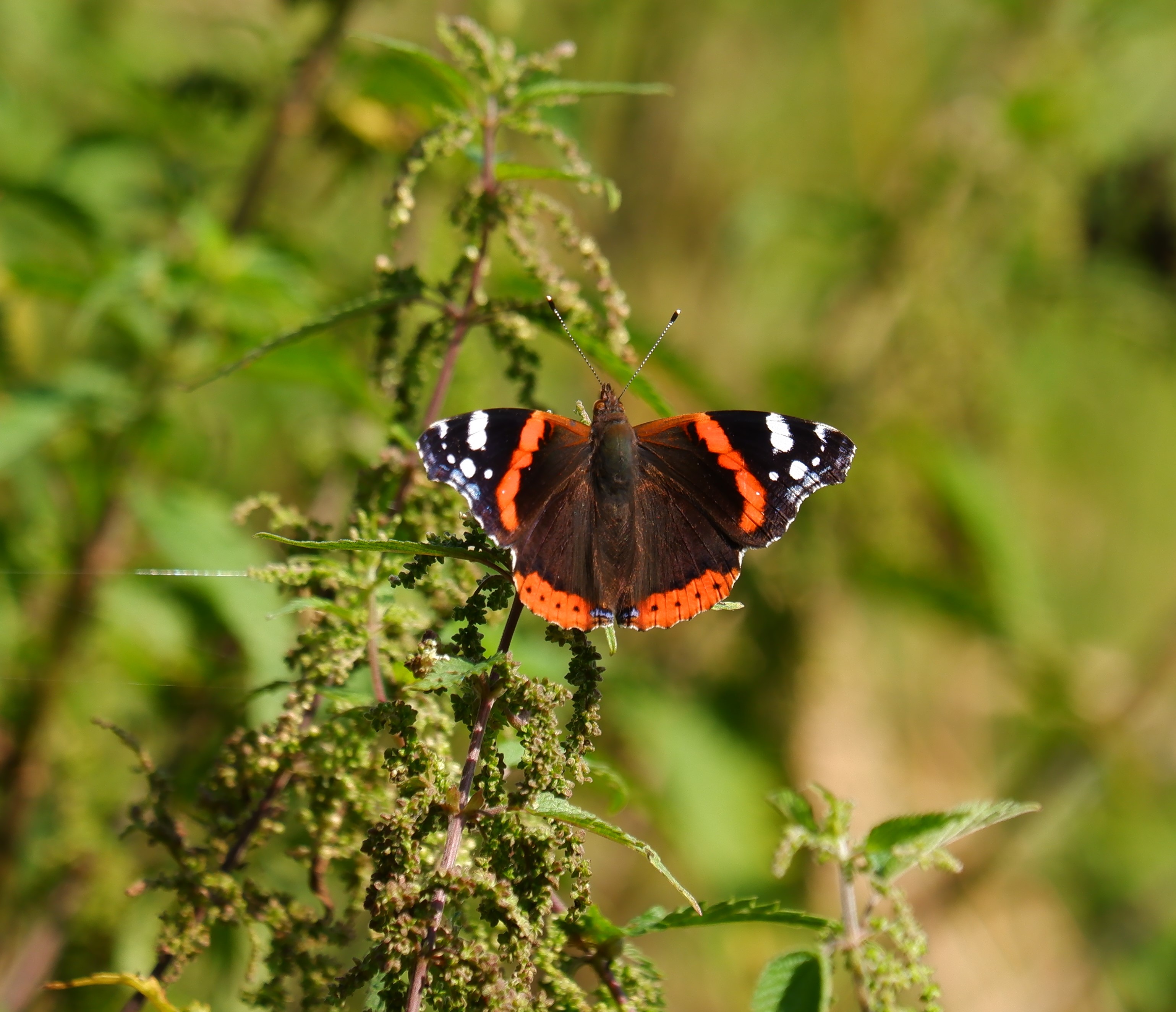 Vlinders herkennen op je wandeling – StudioBenelux.com