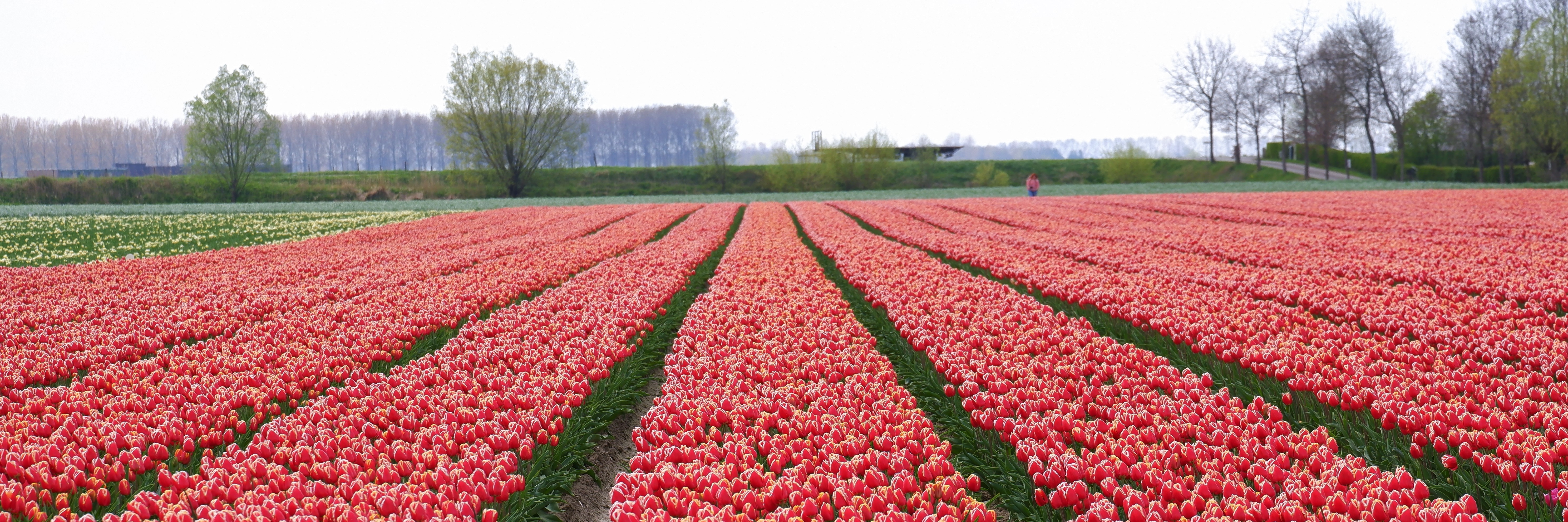 Wandelen langs tulpenvelden – StudioBenelux.com